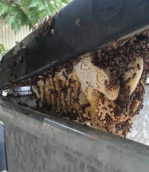Bee Removal Australia | 0488 851 508 | Best Same Day Services