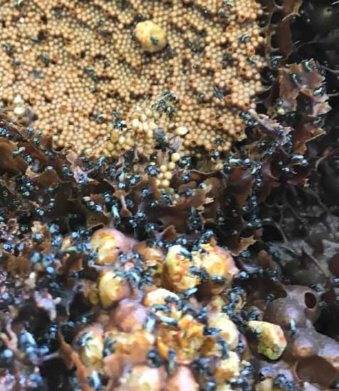 Bee Removal Australia | 0488 851 508 | Best Same Day Services