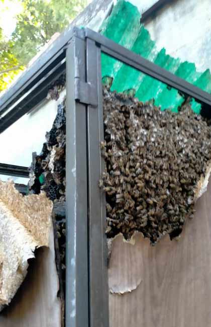 Bee Removal Australia | 0488 851 508 | Best Same Day Services