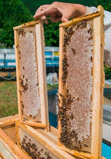 Bee Removal Australia | 0488 851 508 | Best Same Day Services